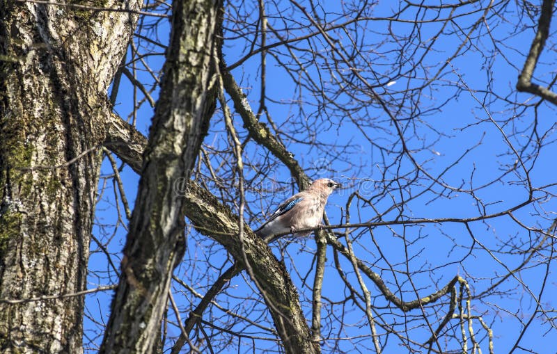 Jay in a tree stock photo. Image of bird, blue, tree - 71046694