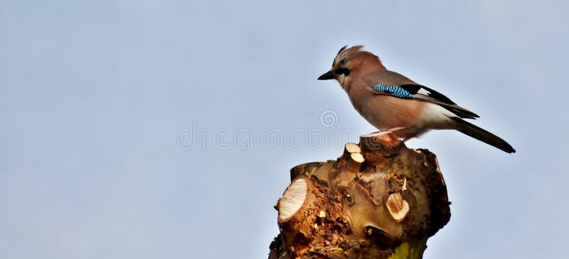 Jay on a tree stump... stock photo. Image of eurasian - 88253230