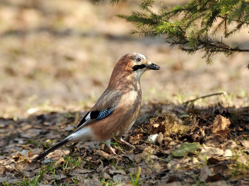 Jay Under the Fir-tree in Sunny Spring Day Stock Image - Image of ...