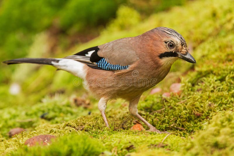 A Jay under the Oak stock image. Image of european, drinking - 36957863