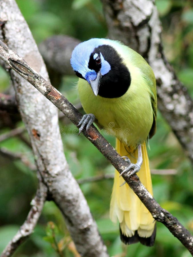 Jay verde em Texas sul foto de stock. Imagem de curioso - 29531992