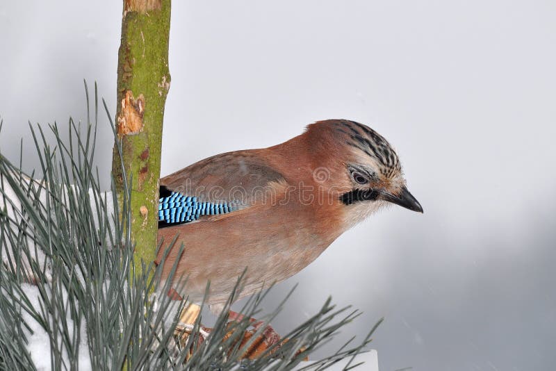 Jay-Vogel stockfoto. Bild von frost, hunger, kiefer, tanne - 17612620
