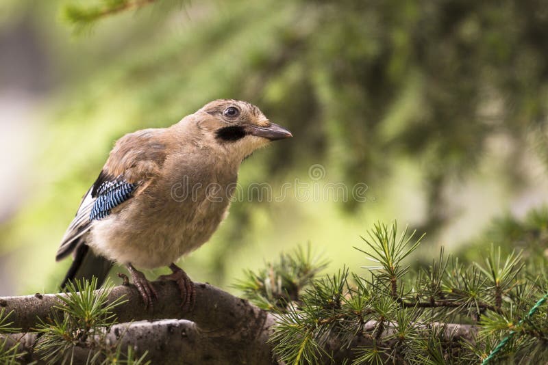 Jay-Vogel auf einem Zweig stockfoto. Bild von hintergrund - 32178680