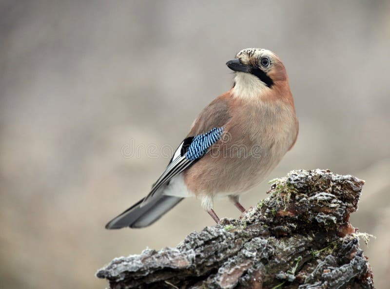 Jay-Vogel, Der Auf Einer Niederlassung Sitzt Stockbild - Bild von ...