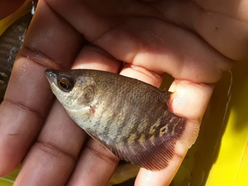 Jayant gurami fish stock photo. Image of fish, cuisine - 210593128