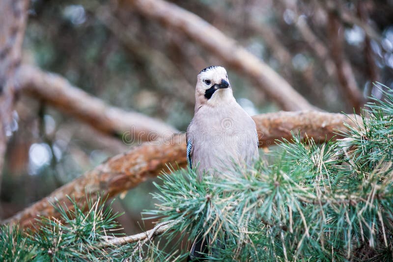 Jaybird stock photo. Image of side, season, wildlife - 47871570