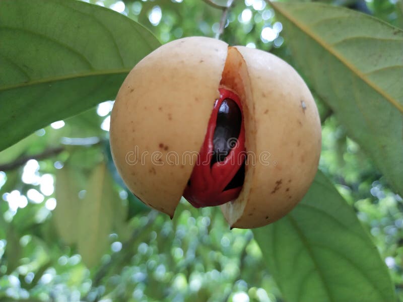 Nutmeg & X28;jayfal, Javitri& X29; Stock Image - Image of food, flower ...