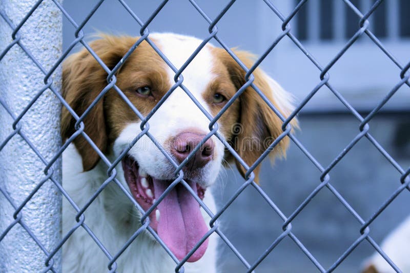 Jd Dog Stock Photos - Free & Royalty-Free Stock Photos from Dreamstime