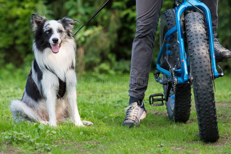 Lato Pies Na Rowerze Zdjęcia Stock - Pobierz 79 Zdjęcia Royalty Free