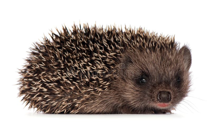Jeż mały zdjęcie stock. Obraz złożonej z mały, jeż - 15537828