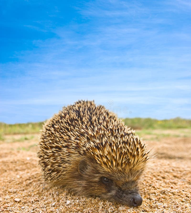 Mały jeż na białym tle zdjęcie stock. Obraz złożonej z ciało - 98392408