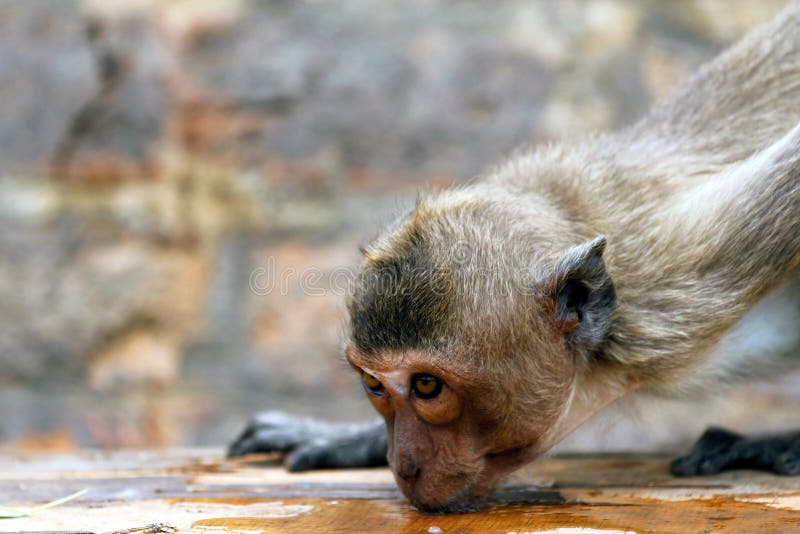 Jealous monkey stock image. Image of built, faith, droplet - 42501241