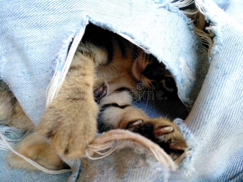 Jeans Torn Denim Texture with Cat. Ripped Destroyed Jeans Background ...