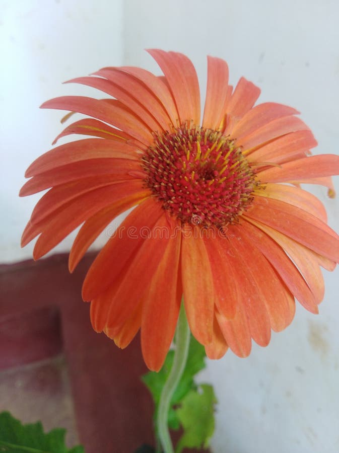 Jebra Flower Stock Photos - Free & Royalty-Free Stock Photos from ...