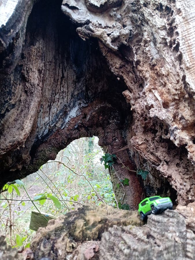 Jeep Adventures Going through the Giant Tree Arch. Stock Image - Image ...