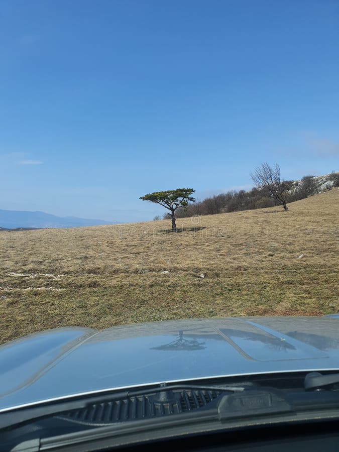 Jeep Tree alone sky nature stock photo. Image of jeep - 176984690