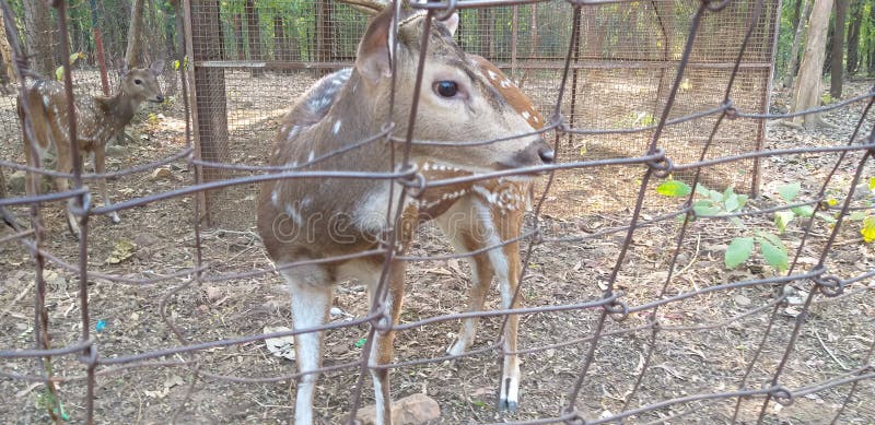 Jeeraf Stock Photos - Free & Royalty-Free Stock Photos from Dreamstime