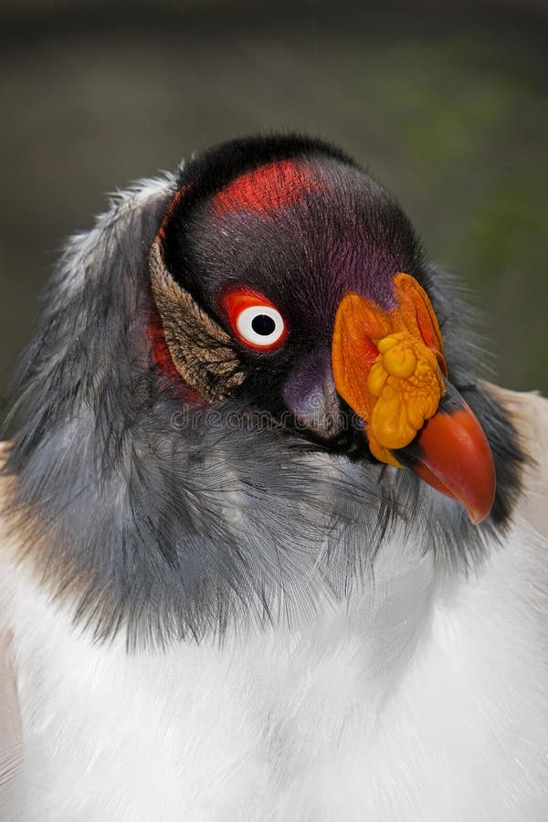 Jefe De La Papa Del Rey Buitre Sarcoramphus Imagen de archivo - Imagen ...