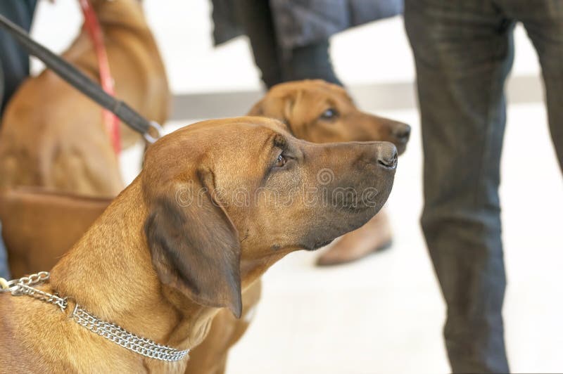 Jefe Del Rhodesian Ridgeback En Primer Del Perfil Foto de archivo ...