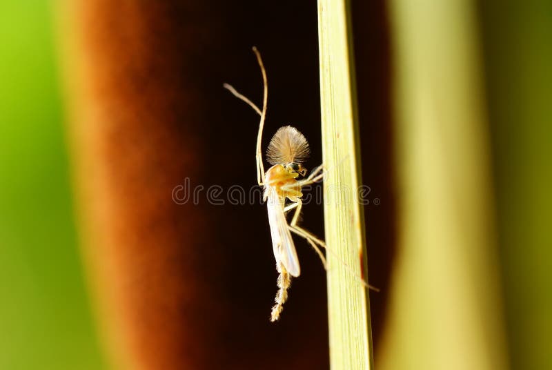 Jején foto de archivo. Imagen de pinchazo, enfermedad - 7003050