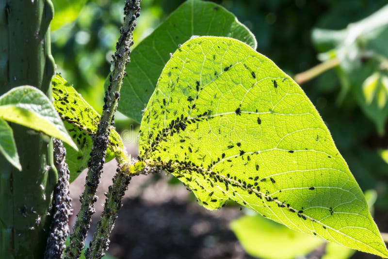 Jején imagen de archivo. Imagen de hoja, habas, enfermedad - 42222807