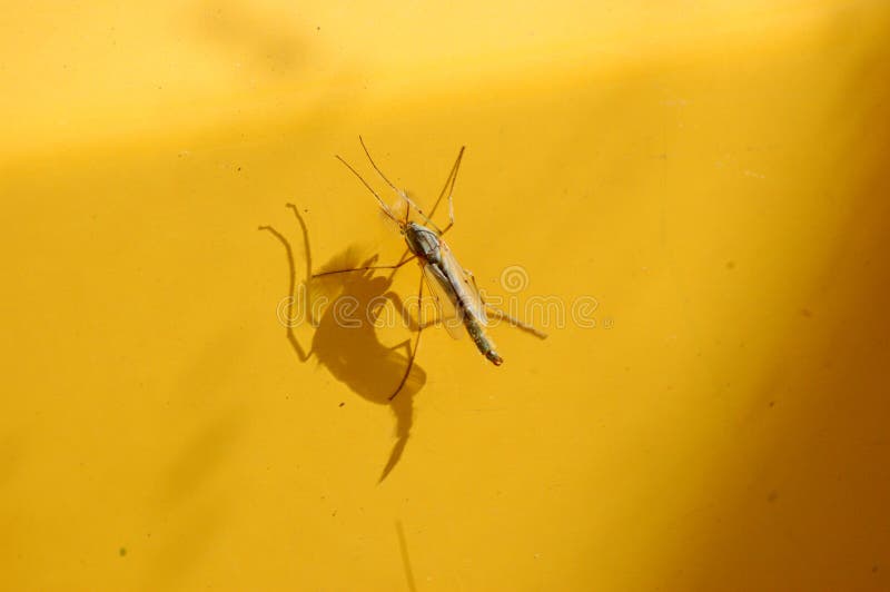 Jején foto de archivo. Imagen de pinchazo, enfermedad - 7003050