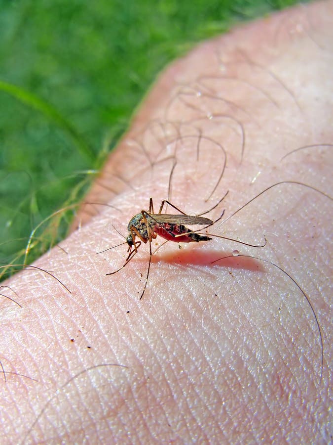 Jején foto de archivo. Imagen de pinchazo, enfermedad - 7003050