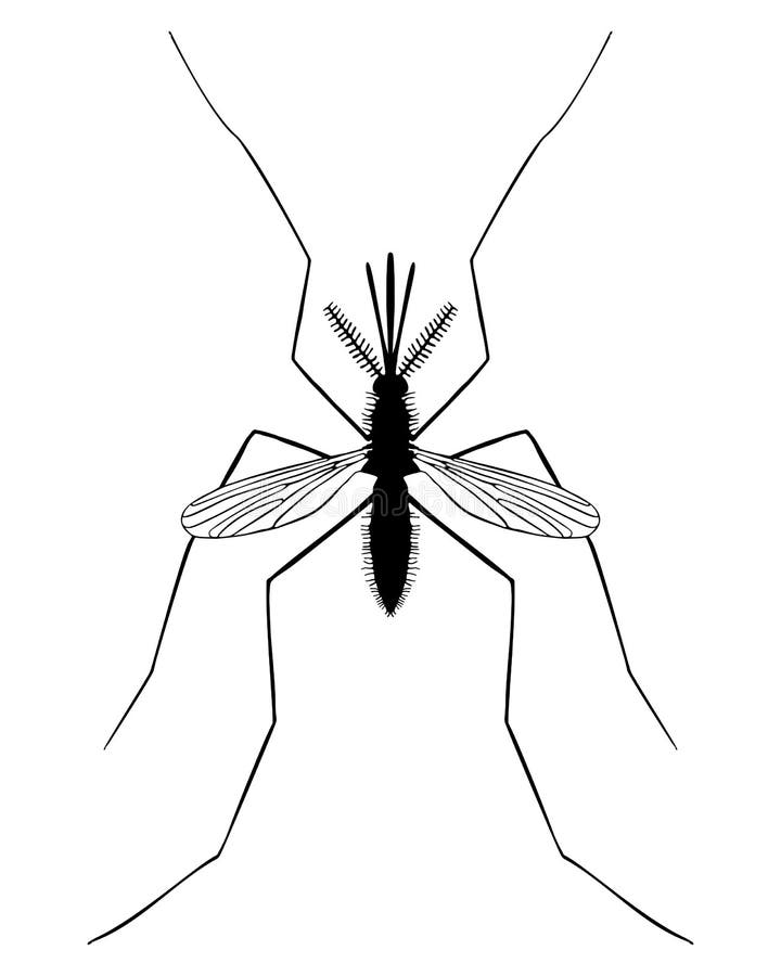 Ejemplo Del Vector Del Tábano Ilustración del Vector - Ilustración de ...