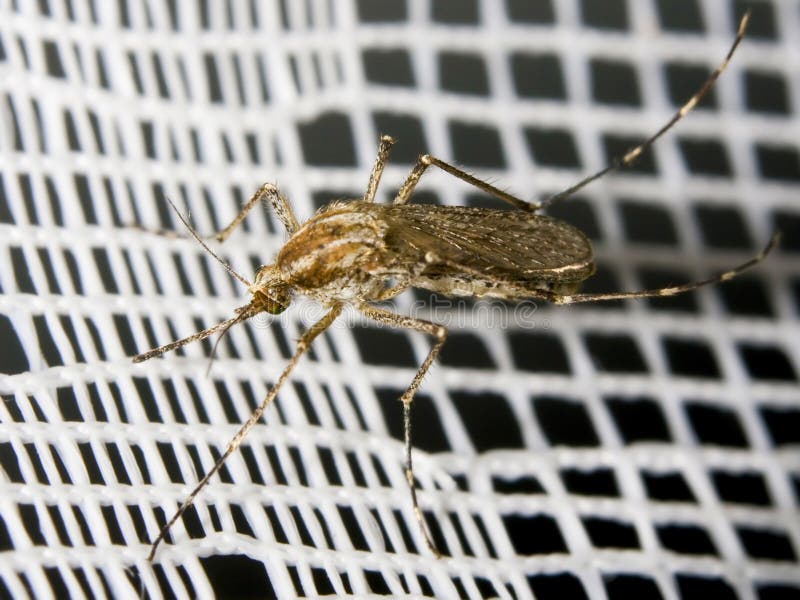 Jején imagen de archivo. Imagen de mordedura, insecto - 24999611