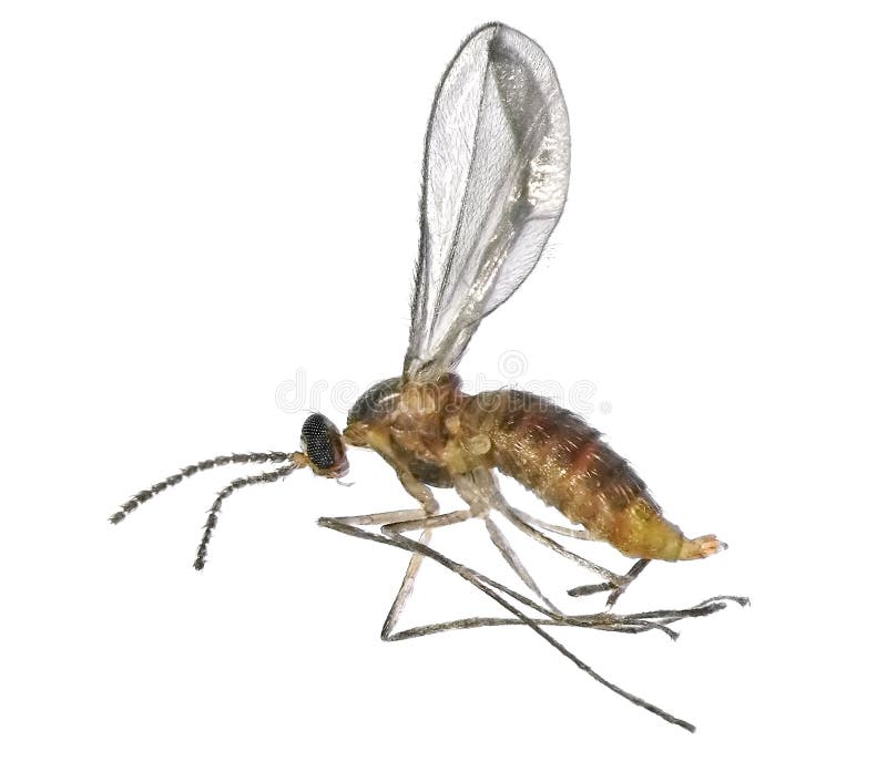 Jején foto de archivo. Imagen de midges, humano, sangría - 7003050