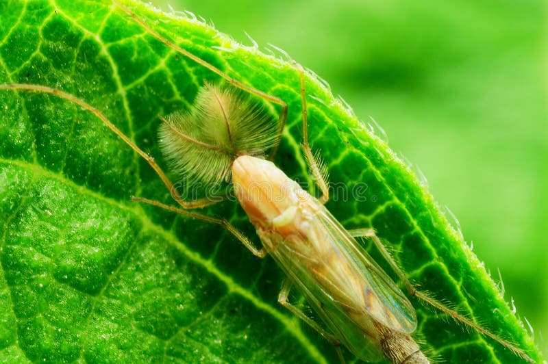 Jején foto de archivo. Imagen de pinchazo, enfermedad - 7003050