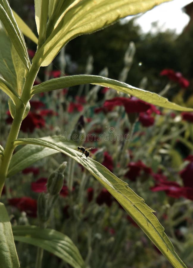 Jején en la hoja verde foto de archivo. Imagen de poco - 56929860