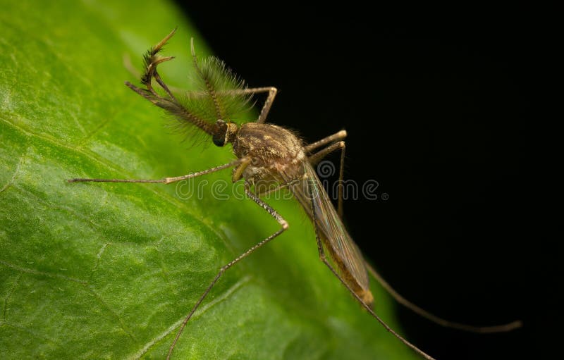 Moscas y jejenes imagen de archivo. Imagen de insecto - 60398973
