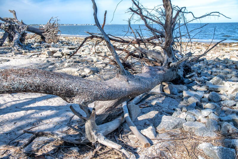 Jekyll Island Bare Trees on the Beach, Georgia Stock Photo - Image of ...