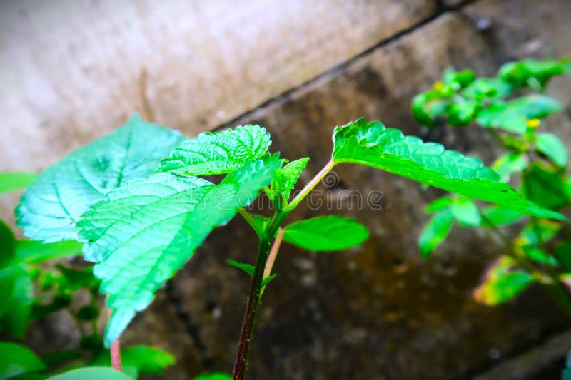 Jelatang Plant from Central Java, Indonesia Stock Image - Image of ...