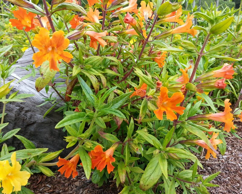 Orange mimulus stock photo. Image of leaves, wire, border - 44191362