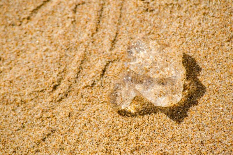 Jelly Blobs on the Sandy Beach Surface. Stock Photo - Image of brown ...