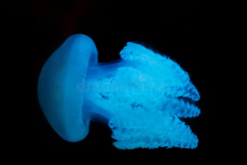 Jelly Blubber stock photo. Image of jellyblubber, wildlife - 27879440