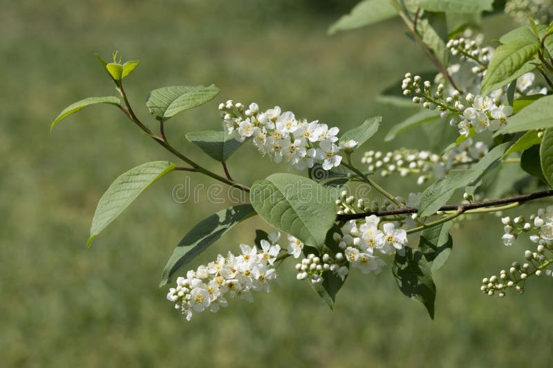 Jelly cherry (Prunus padus stock image. Image of green - 376992073
