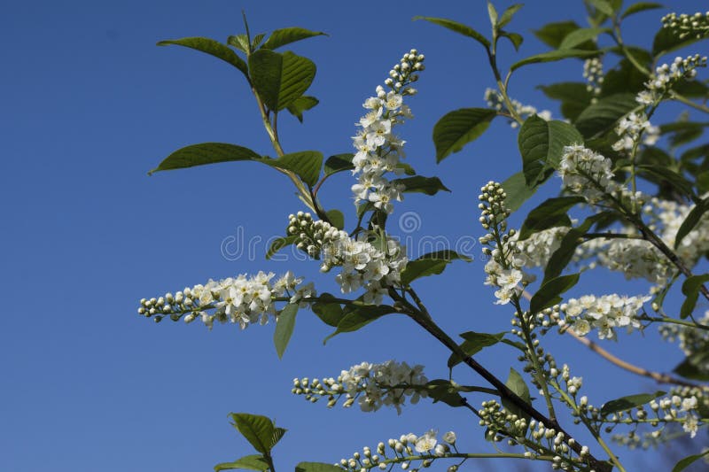 Jelly cherry (Prunus padus stock image. Image of close - 376992093