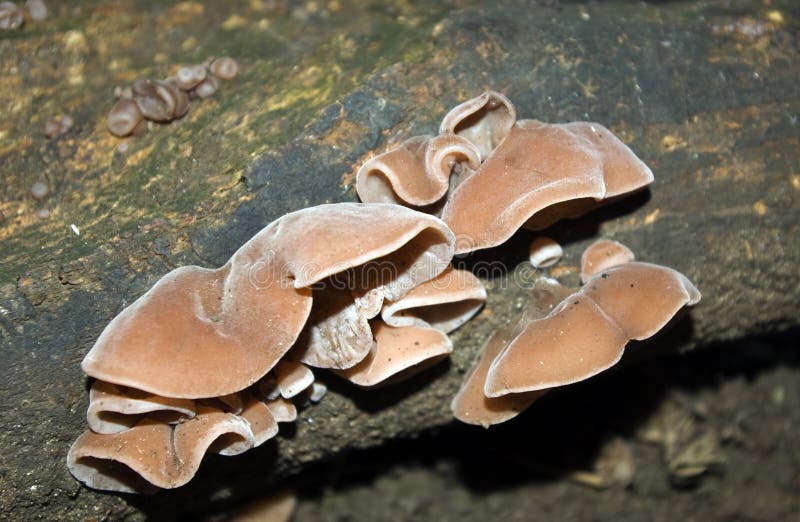 Jelly Ear Fungi stock image. Image of fungi, trees, nature - 11972067