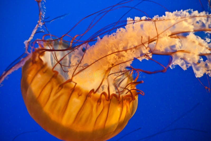 Jelly Fish stock image. Image of fish, public, jellyfish - 11217327