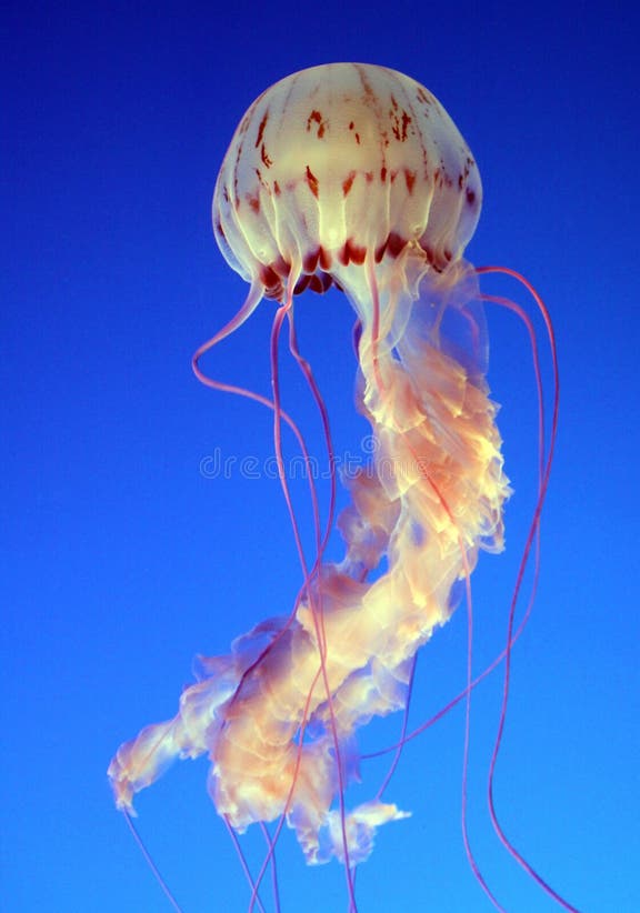 Jelly Fish stock photo. Image of fish, water, animals - 11411622