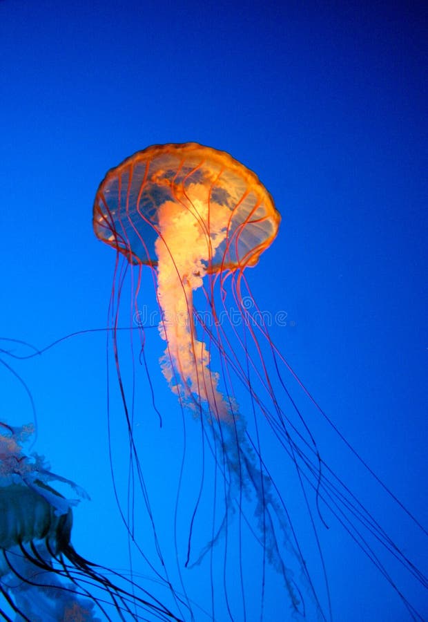 Yellowtail Fish On Great Barrier Reef Australia Stock Image - Image of ...