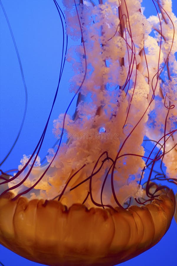 Jelly Fish stock photo. Image of water, jelly, transparency - 12688954