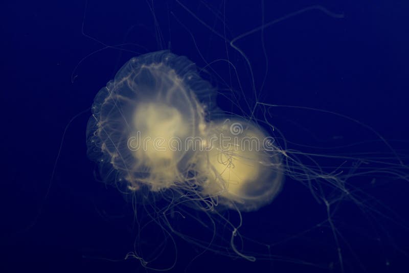 Jelly Fish stock photo. Image of water, jelly, transparency - 12688954
