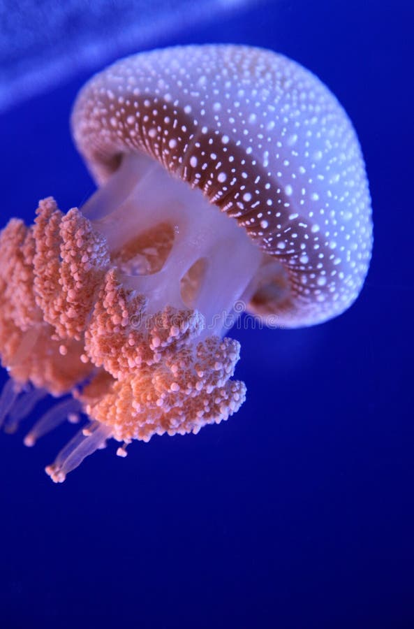 Jelly fish stock photo. Image of aquatic, animal, colourful - 13183000