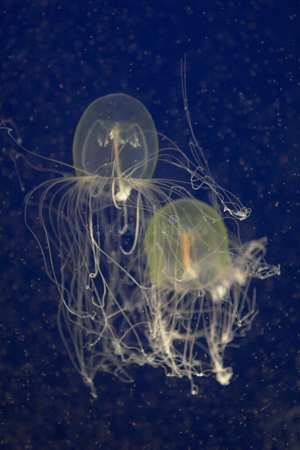 Jelly fish stock photo. Image of fish, saltwater, luminescent - 1851472