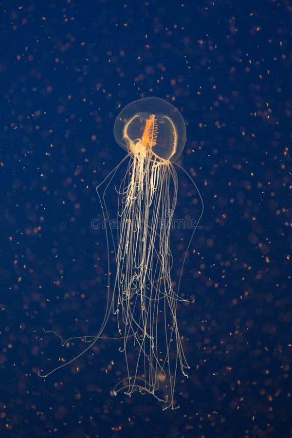 Jelly fish stock photo. Image of fish, saltwater, luminescent - 1851472