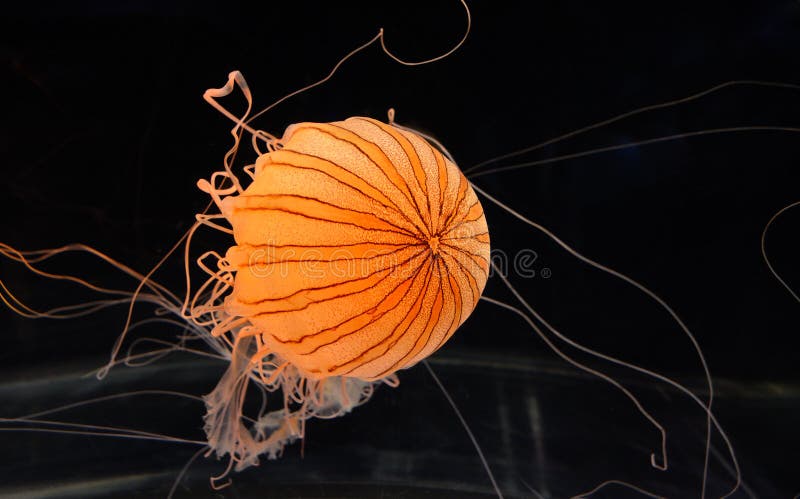 Jelly Fish stock photo. Image of life, underwater, sealife - 23100102